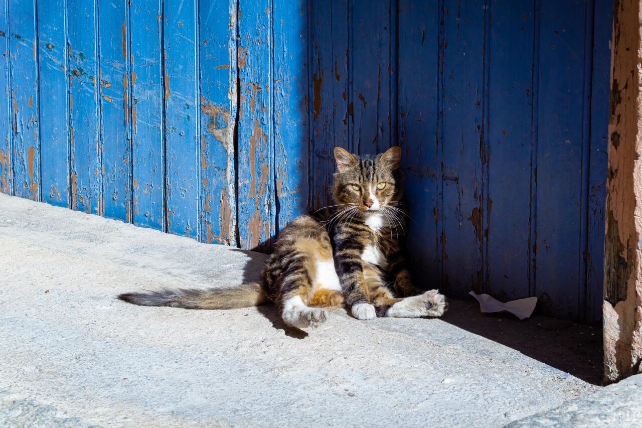 Bien-être animal : comment se positionne Perpignan dans le classement ...