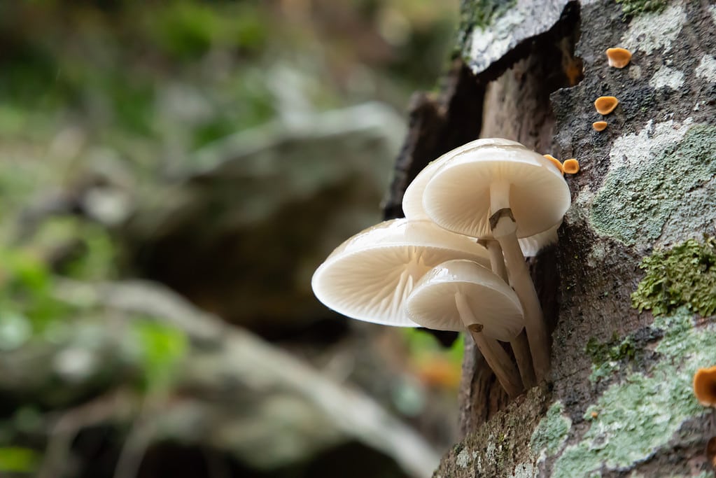 Forêt de la Massane : quand l'Homme rend la main à la nature